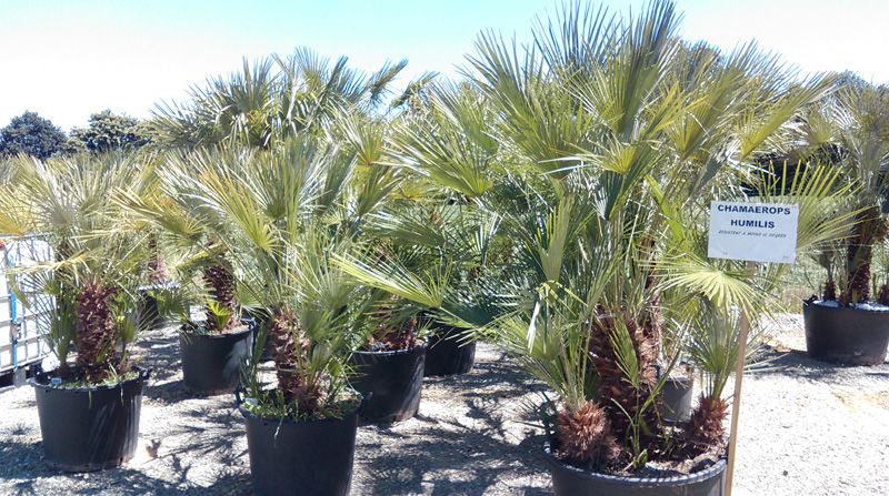Palmiers, vente d'oliviers et de figuiers en Bretagne - EURL FAURE