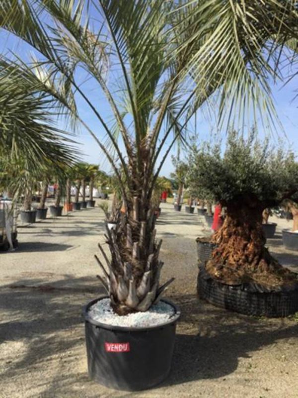 Palmiers, vente d'oliviers et de figuiers en Bretagne - EURL FAURE